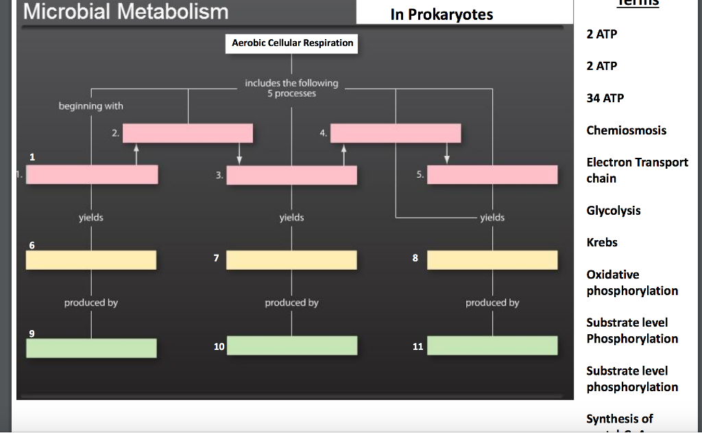 Solved Microbial Metabolism In Prokaryotes 2 ATP 2 ATP 34 | Chegg.com