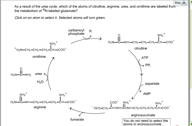Solved As a result of the urea cycle, which of the atoms of | Chegg.com