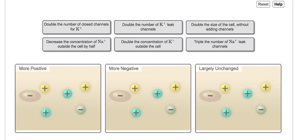 Solved Double the number of closed channels for K^+ Double | Chegg.com