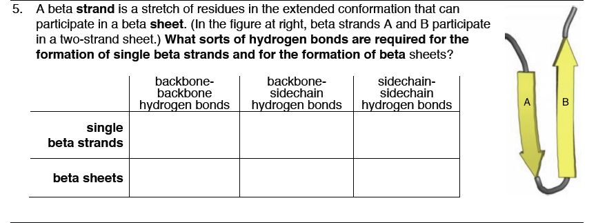 Solved A beta strand is a strech of residues in the extended | Chegg.com