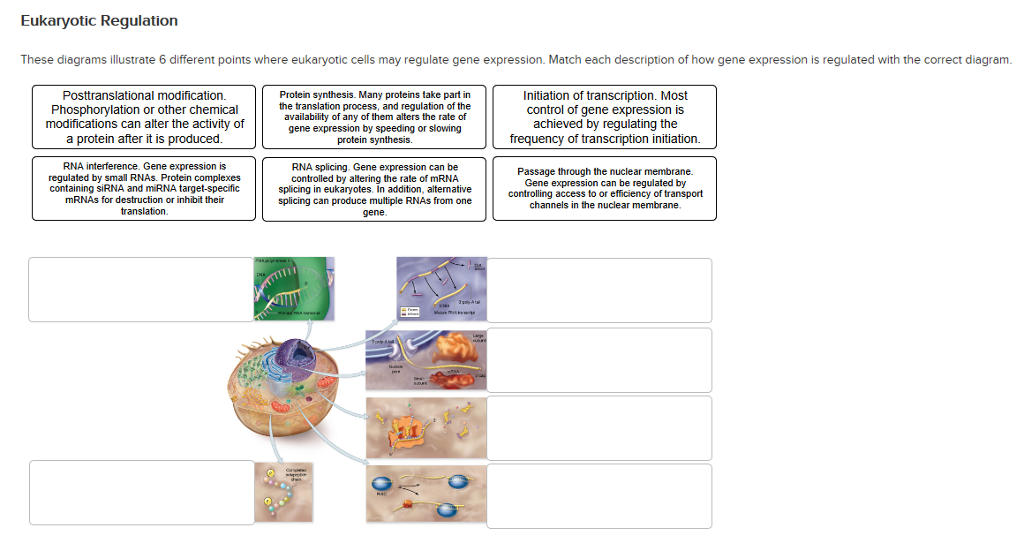 Solved Eukaryotic Regulation These diagrams illustrate 6 | Chegg.com