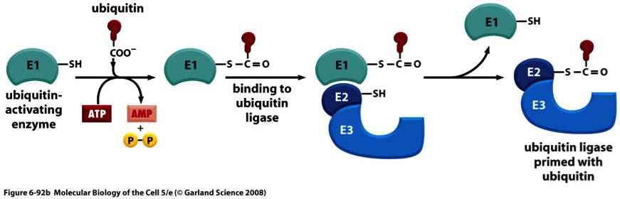 Solved We discussed that ubiquitin is used to mark proteins | Chegg.com