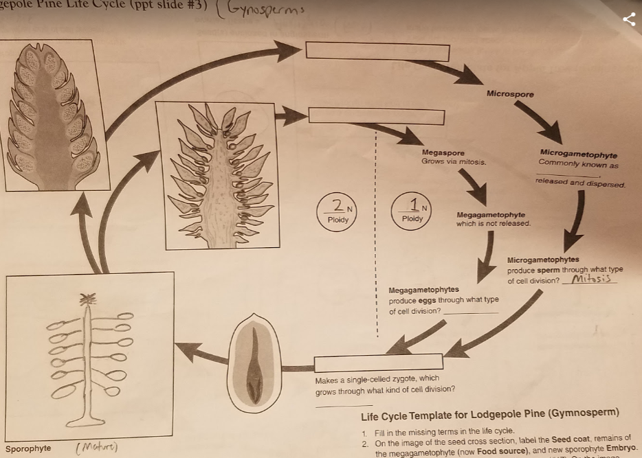 Pine Life Cycle