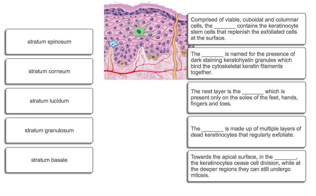 Solved Complete Each Sentence By Dragging The Proper Word Or