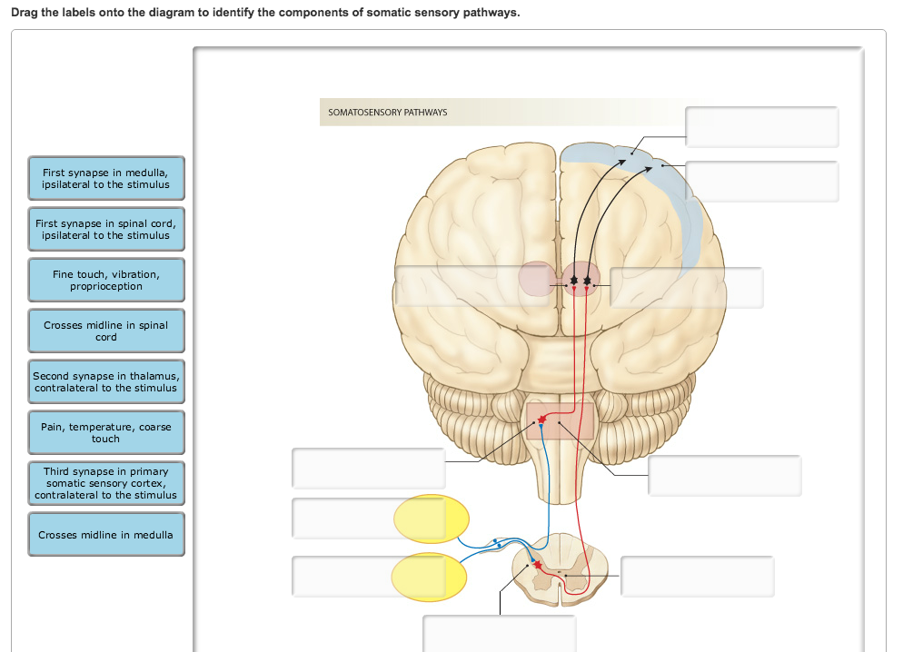 Drag The Labels Onto The Diagram To Identify The Structures And ... Drag The Labels Onto The Diagram To Identify The Structures And ...