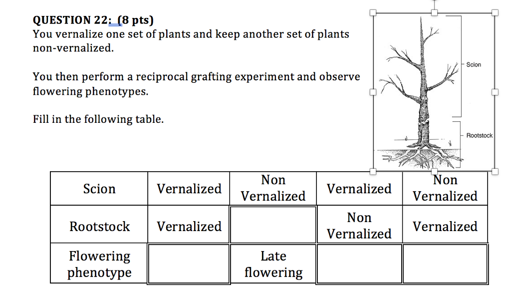 Solved You vernalize one set of plants and keep another set | Chegg.com