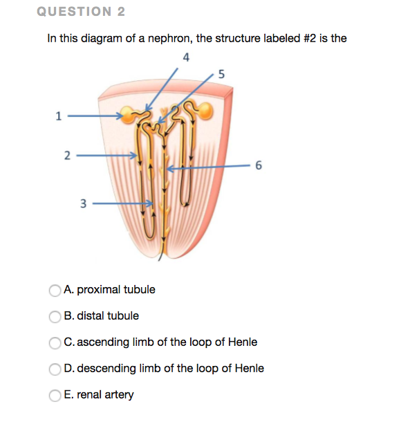 Loop Of Henle Labeled