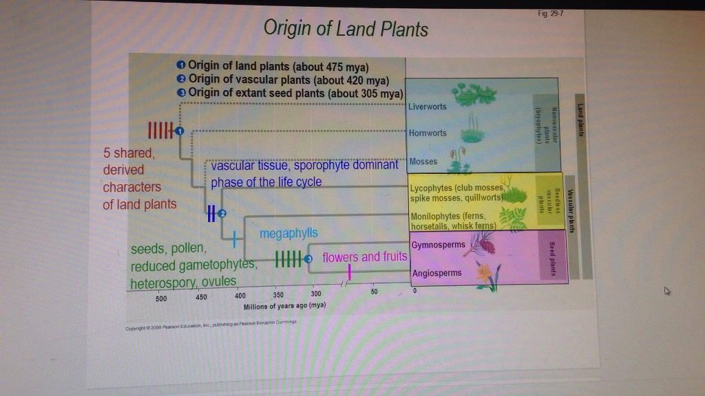 Solved Origin of Land Plants o origin of land plants (about | Chegg.com