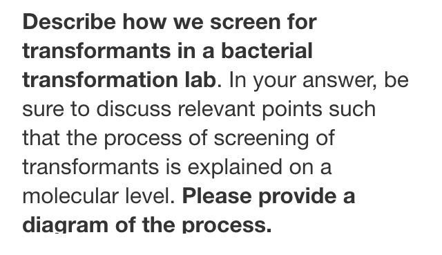 Solved The protocol for the bacterial transformation lab is | Chegg.com