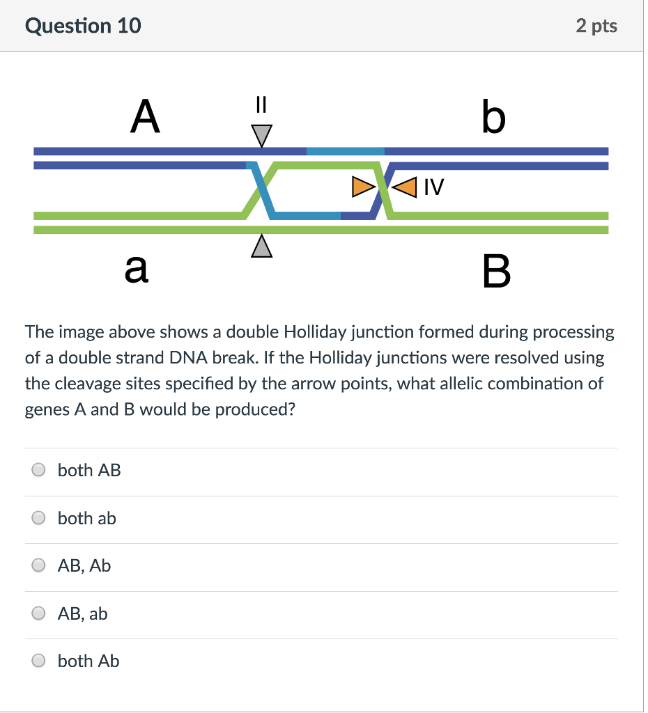 Solved The image above shows a double Holliday junction | Chegg.com