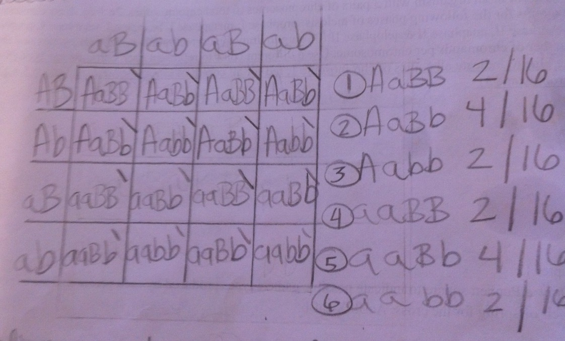 Solved For the cross: AaBb X aaBb in question 1 for chapter | Chegg.com