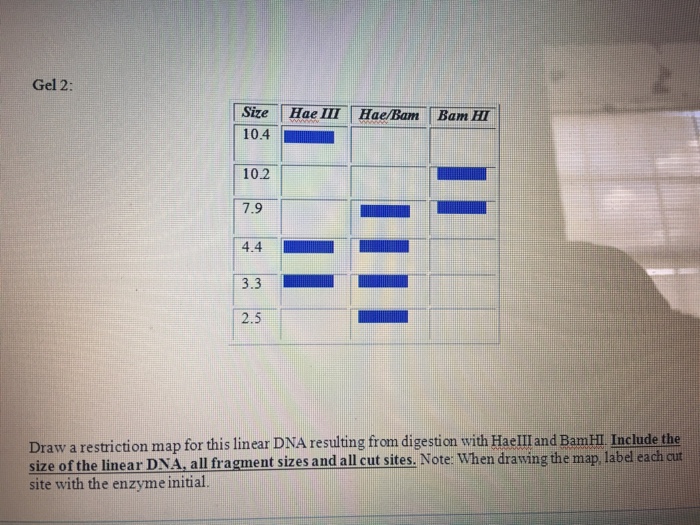 Solved Draw a restriction map for this linear DNA | Chegg.com