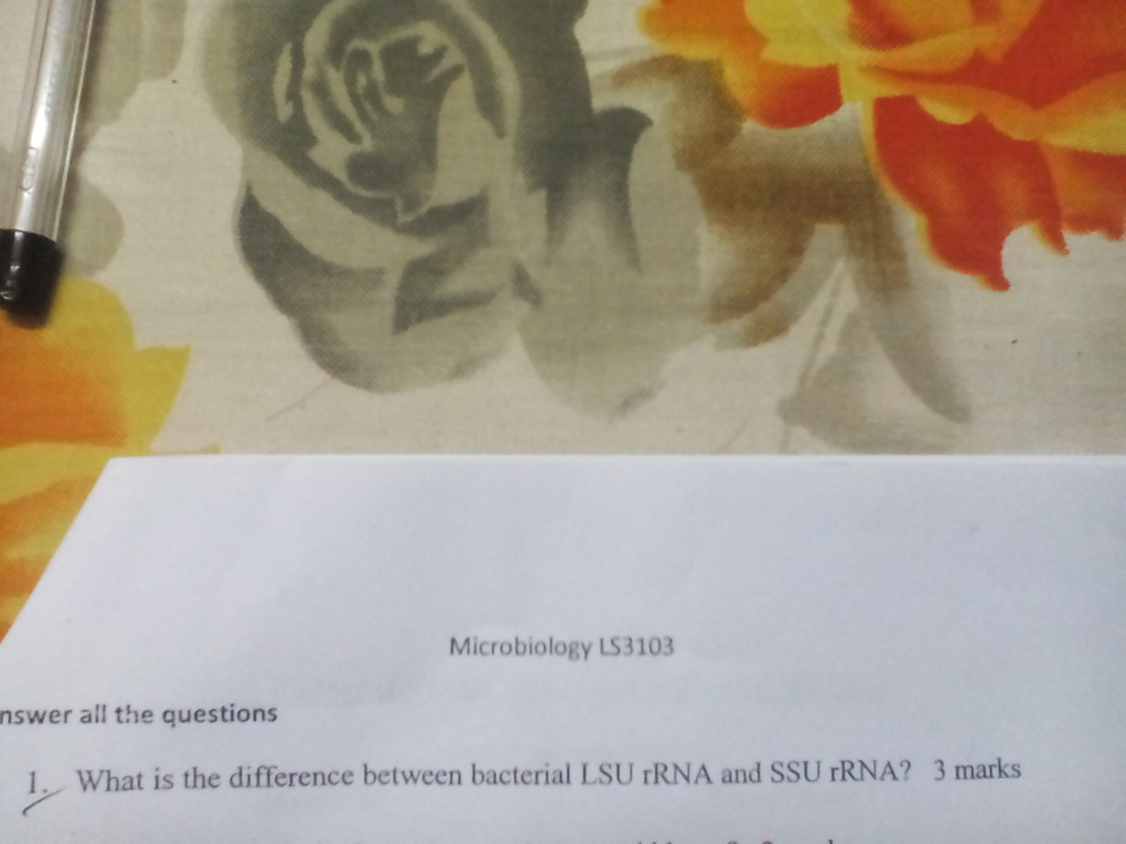 Solved What is the difference between bacterial LSU rRNA and | Chegg.com