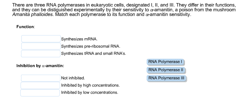 Solved There are three RNA polymerases in eukaryotic cells, | Chegg.com