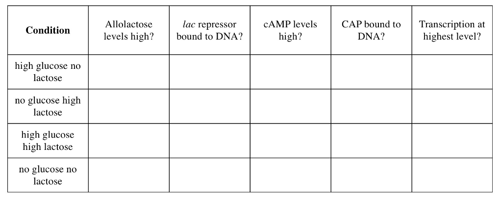 Solved lac repressor CAMP levels CAP bound toTranscription | Chegg.com