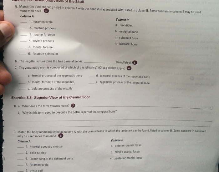 Solved Match the bone marking listed in column A with the | Chegg.com