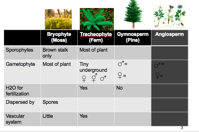 Angiosperm And Gymnosperm