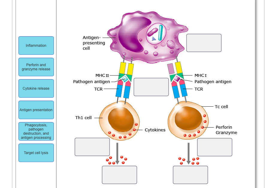 Solved Antigen presenting cell Inflammation Perforin and | Chegg.com