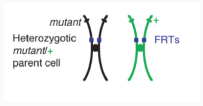 Solved: The Image Shows Chromosomes In G2 After DNA Replic... | Chegg.com