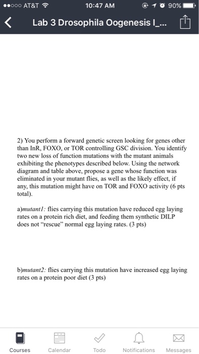 Solved ..ooo AT&T令 10:47 AM Lab 3 Drosophila Oogenesis . Lab | Chegg.com