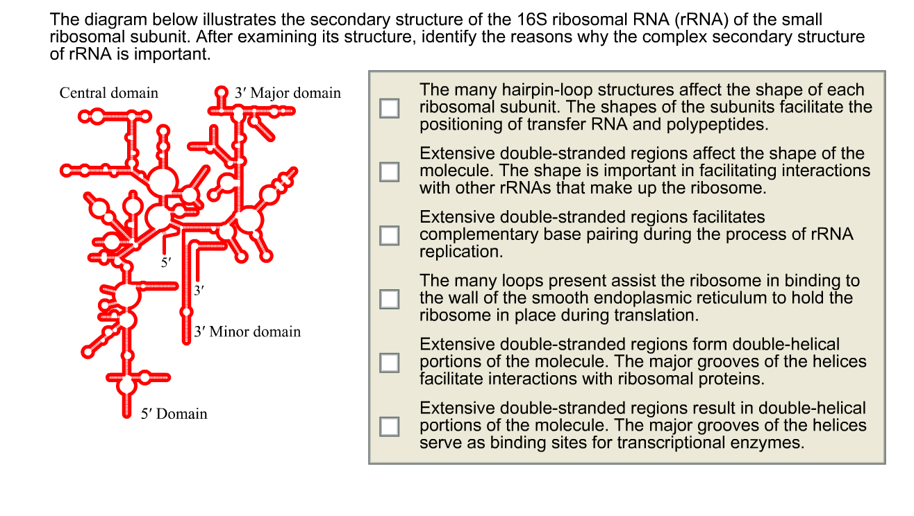 Solved The Diagram Below Illustrates The Secondary Structure