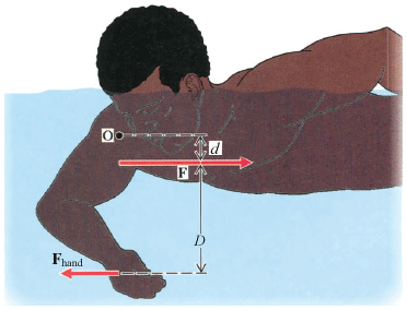 Solved As a swimmer pulls his arm through the water, various | Chegg.com