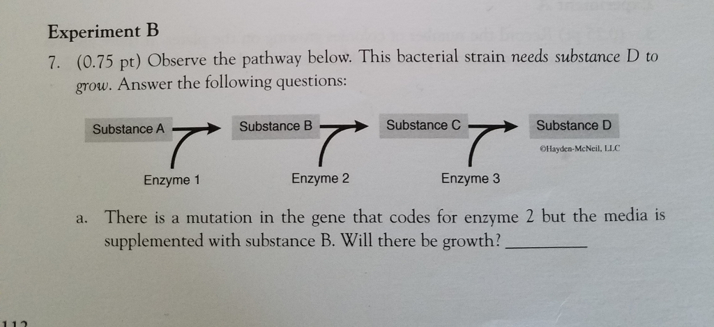 Solved Experiment B 7. (0.75 pt) Observe the pathway below. | Chegg.com