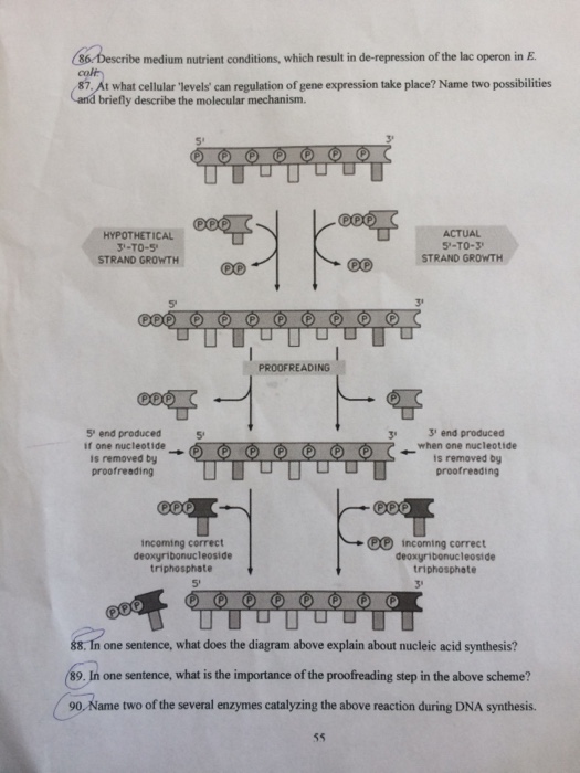Solved 100 nm 84. In the electron micrograph above, the main | Chegg.com