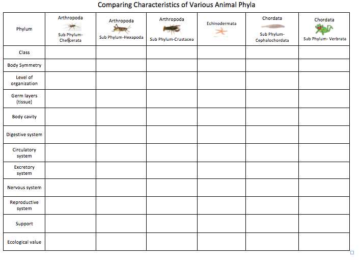 Phylum Comparison Chart