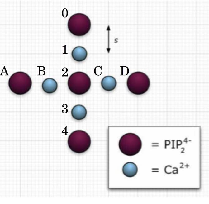 Solved The phospholipid molecule PIP2 (phosphatidylinositol | Chegg.com