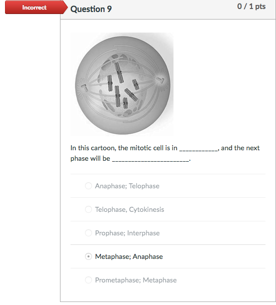 Solved Incorrect 0 1 pts Question 5 What is the ploidy of | Chegg.com