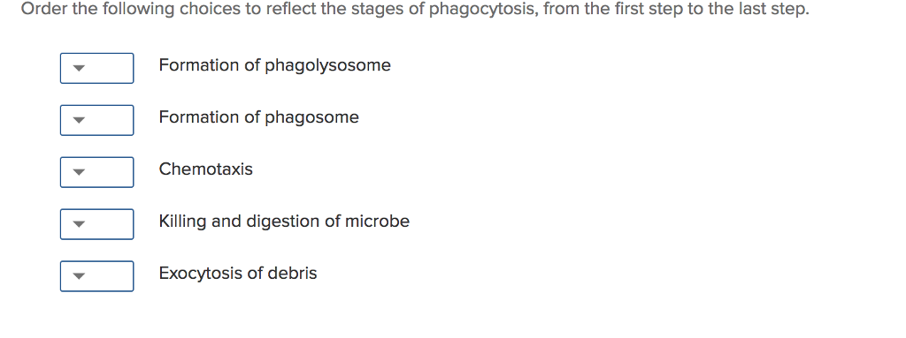 Solved Order the following choices to reflect the stages of | Chegg.com