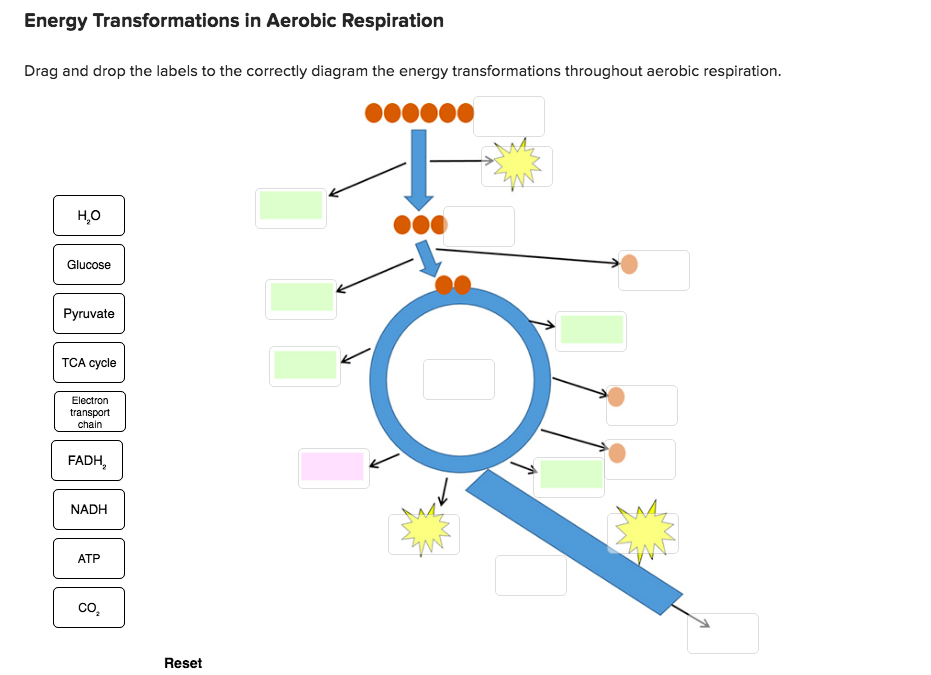 Solved Energy Transformations in Aerobic Respiration Drag | Chegg.com Solved Energy Transformations in Aerobic Respiration Drag | Chegg.com