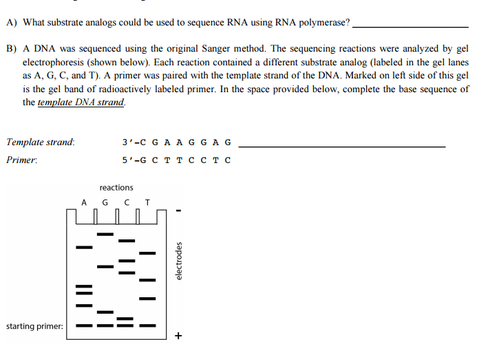 Solved What substrate analogs could be used to sequence RNA | Chegg.com