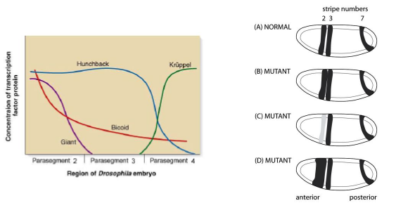 Solved To study stripe-specific enhancers, researchers have | Chegg.com