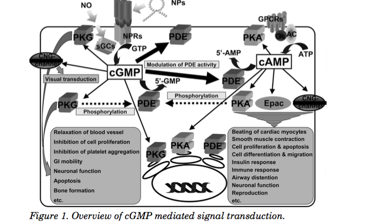 Solved NO GRCRs NPRs KG GC GTP 5'-AMP ATP CAMP Modulation of | Chegg.com