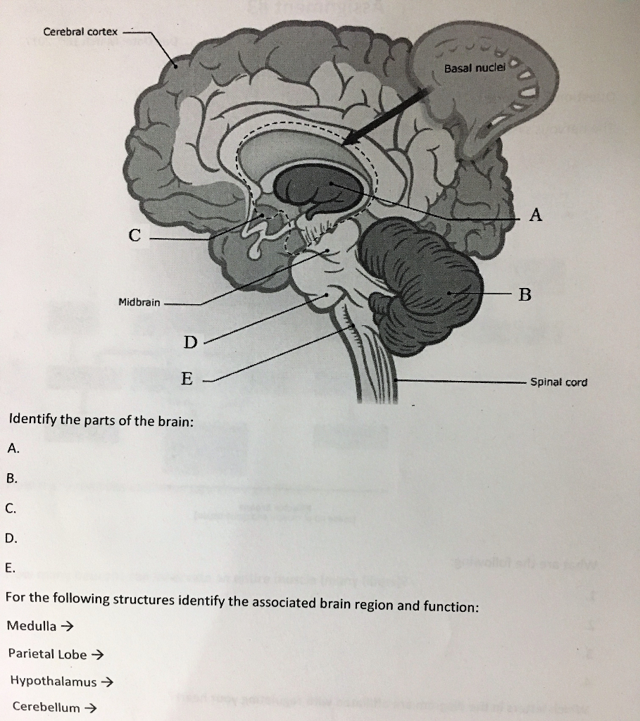 Solved Identify the parts of the brain: A. B. C. | Chegg.com
