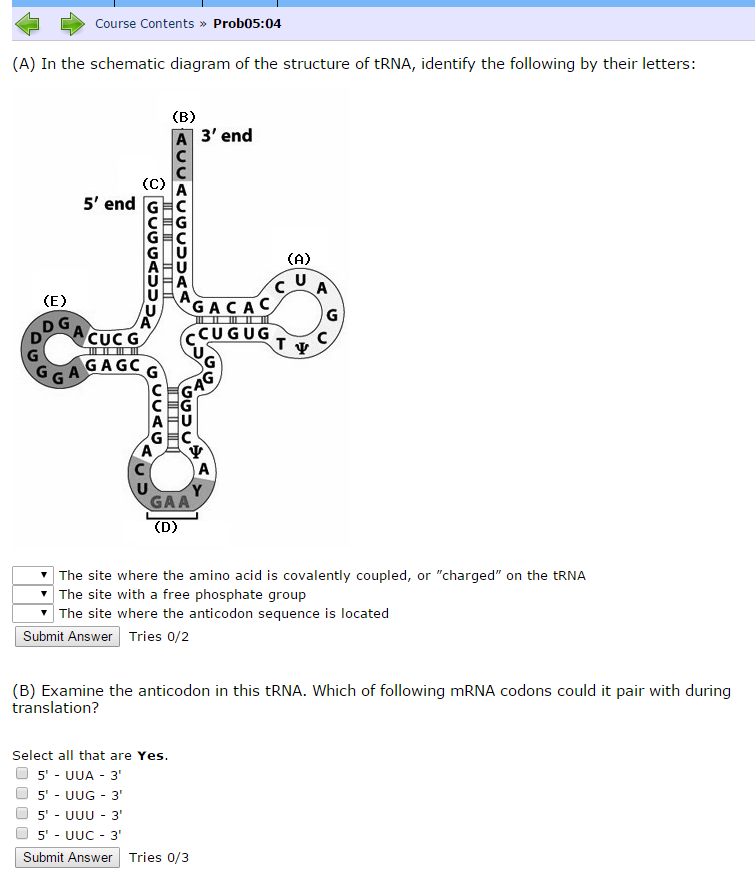 Solved In the schematic diagram of the structure of tRNA, | Chegg.com