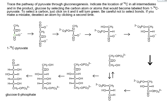 Solved Trace the pathway of pyruvate through | Chegg.com