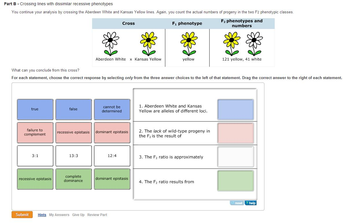 Solved Crossing lines with dissimilar recessive phenotypes | Chegg.com