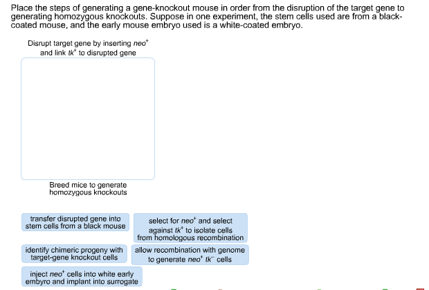 Solved Place the steps of generating a gene-knockout mouse | Chegg.com