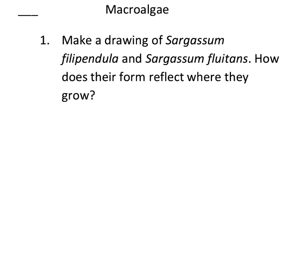 Solved Macroalgae Make a drawing of Sargassum filipendula | Chegg.com