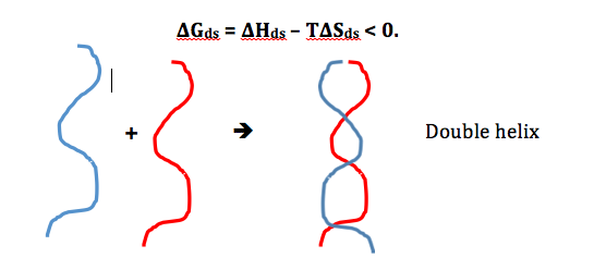 Solved Duplex DNA can be heated to produce the individual | Chegg.com