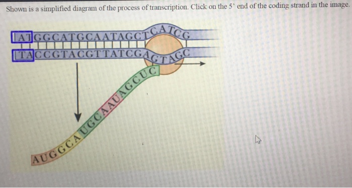 Shown is a simplified diagram of the process of | Chegg.com