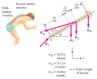 Solved Assume that trunk of a person makes an angle ? = | Chegg.com