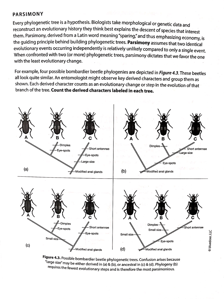 Solved: HOMOLOGY VS. HOMOPLASY The Intended Outcome Of Phy... | Chegg.com