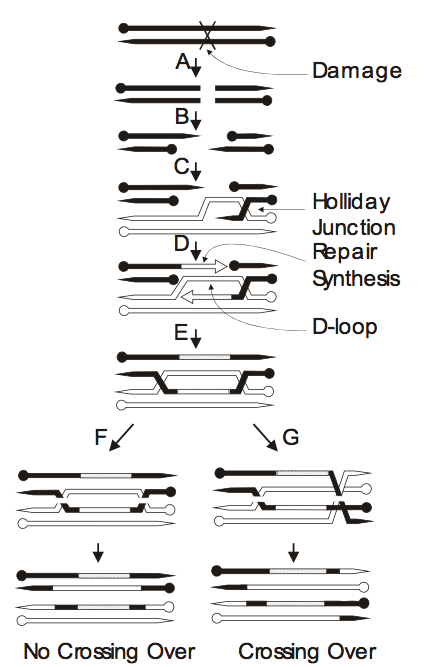 Consider the DSBR model of recombination presented in | Chegg.com