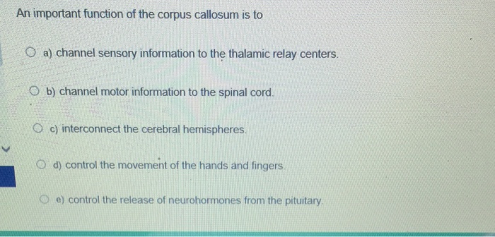 Solved An important function of the corpus callosum is to | Chegg.com