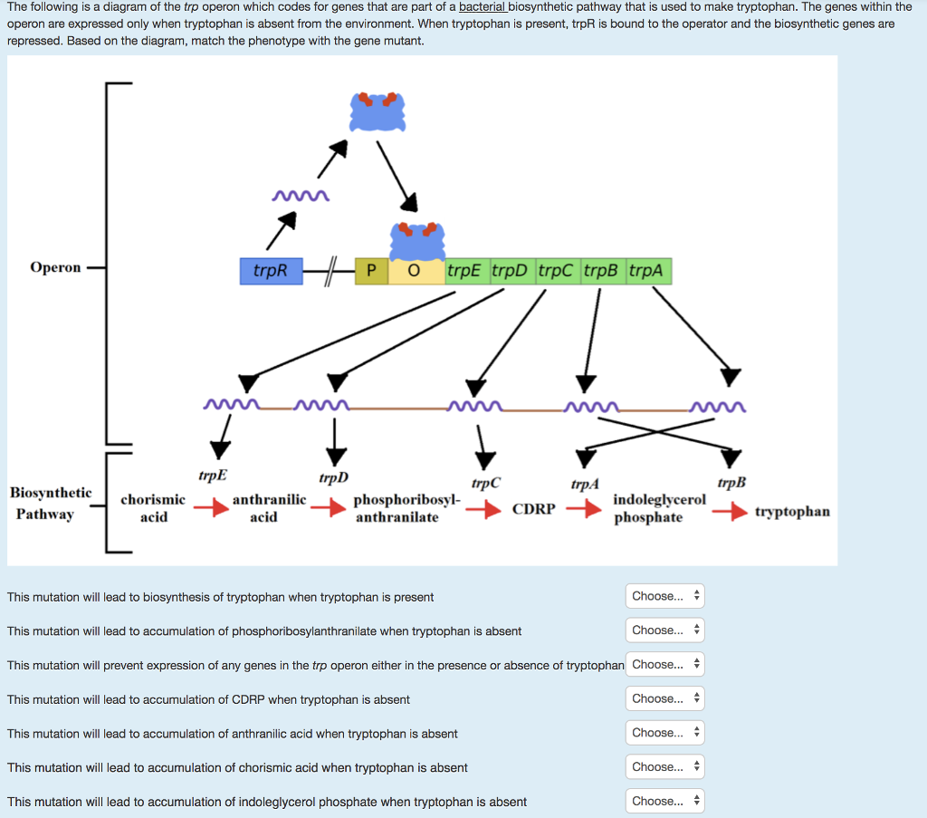 Solved The following is a diagram of the trp operon which | Chegg.com