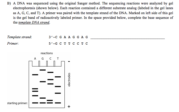 A DNA was sequenced using the original Sanger method. | Chegg.com
